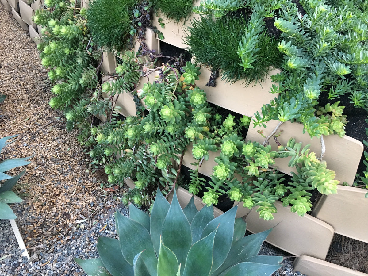 Lush Living Walls | Wedding and Event Venue – EnviroWall™ Retaining ...