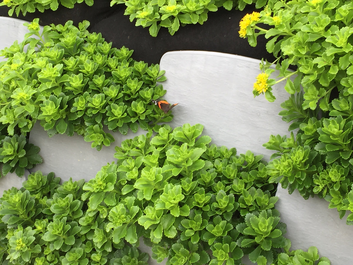 Living Wall to Provide Erosion Control for Embankment – EnviroWall ...